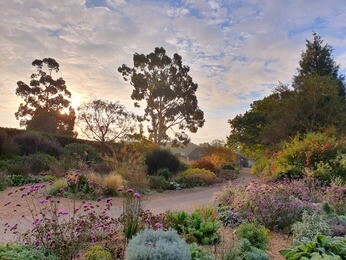 Gravel Garden Maintenance - Beth Chatto Gardens