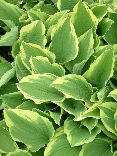 How to grow and get the best from your hostas
