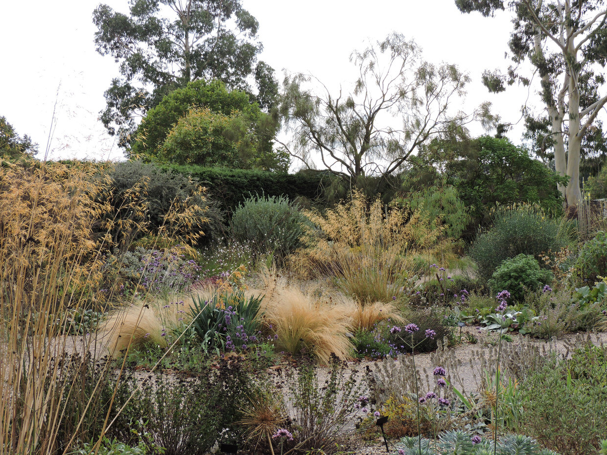 How to Grow and Care for Stipa - The Beth Chatto Gardens