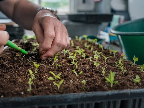 Garden & Nursery | Propagation - The Beth Chatto Gardens